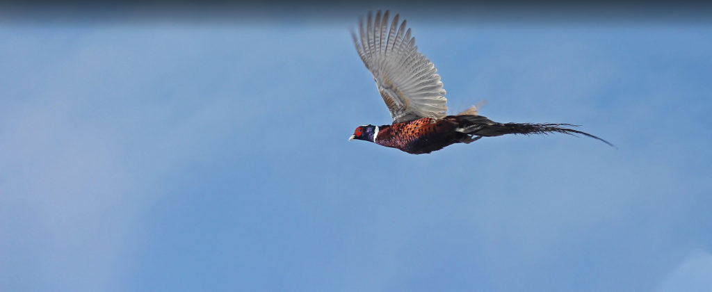rooster-flying - Coon Creek Hunt Club